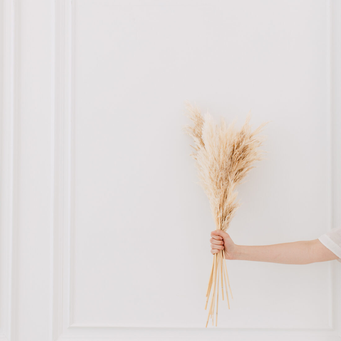 Cream Pampas – preservedandpretty